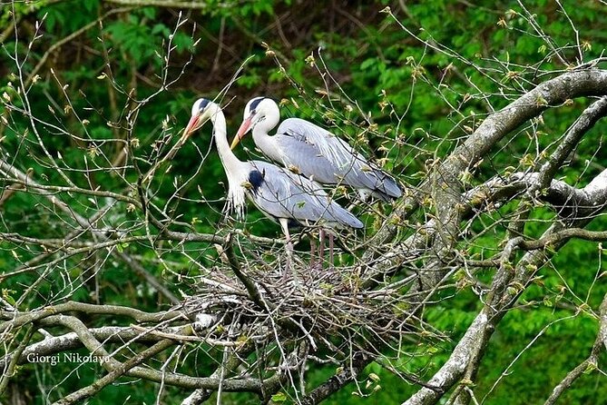 Private Canyon&Cave Tour from Kutaisi(Martvili-Okatse-Prometheus) - The Practicalities: What You Need to Know