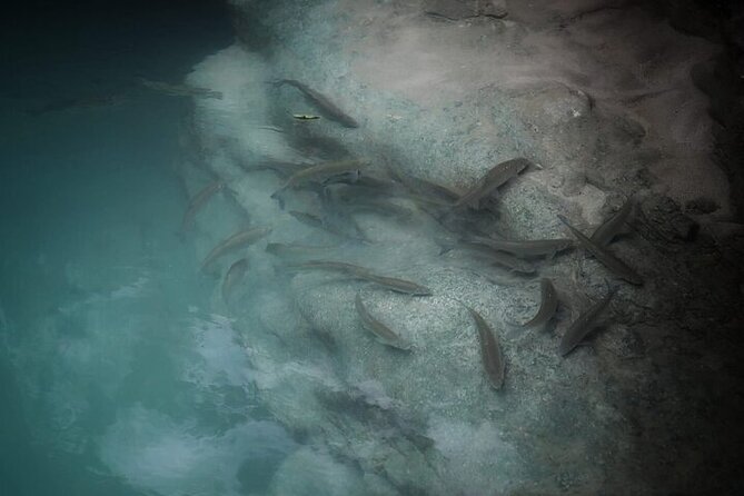 Private Canyon&Cave Tour from Kutaisi(Martvili-Okatse-Prometheus) - What Our Reviewers Say