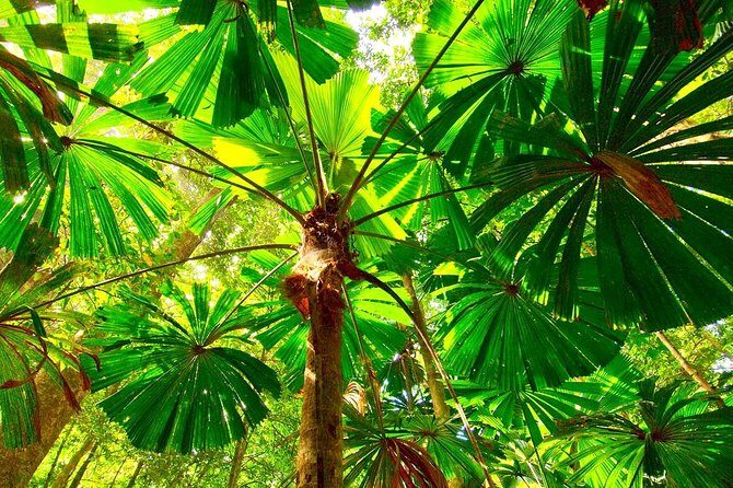 Private Cape Tribulation & Mossman Gorge Day Tour - Final Words