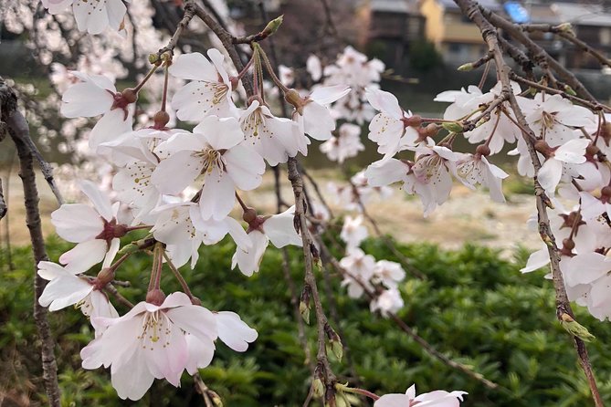 Private Car Tour in Kyoto (Up to 4) - Tour Guide Experience