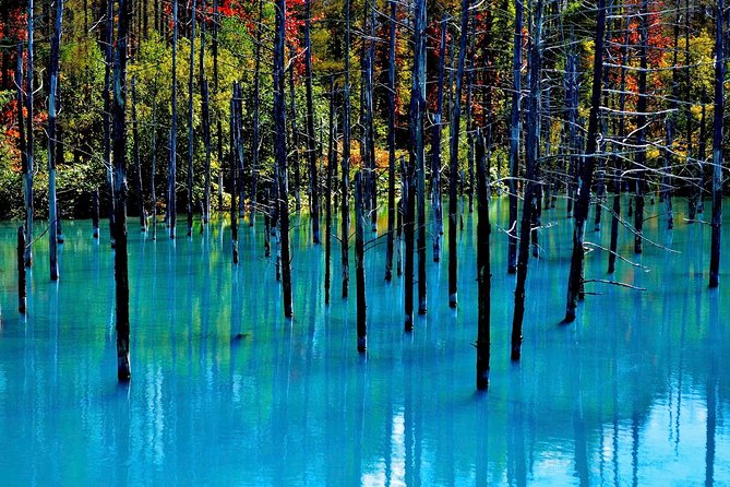 Private Car Tour of Furano and Biei in Hokkaido With Local Guide - Highlights of the Tour