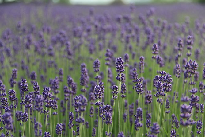 Private Car Tour of Furano and Biei in Hokkaido With Local Guide - Pickup and Accessibility