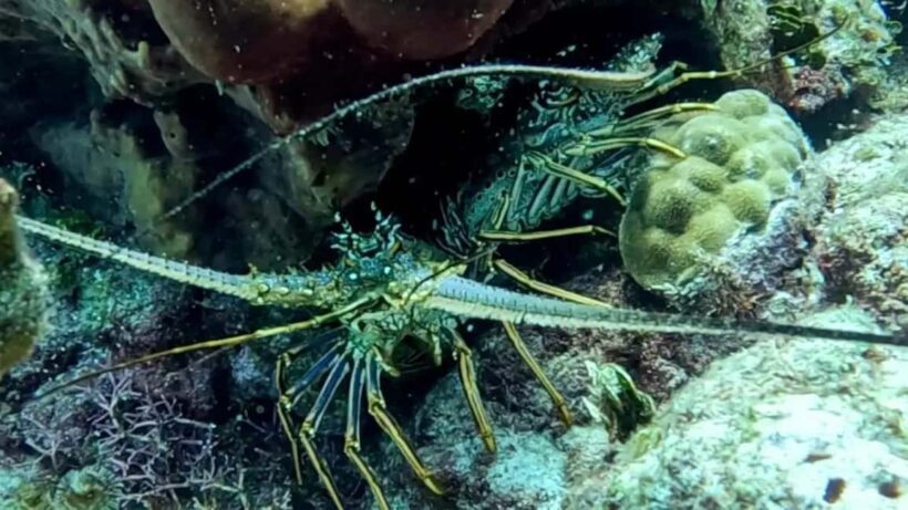 Private: Catalina Island Diving Tour with Lunch - FAQ