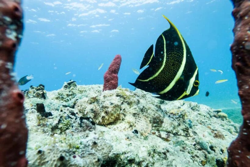 Private Catalina Island Snorkel & Beach Day from Punta Cana - Key Points