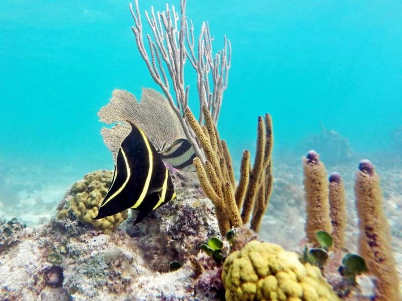 Private Catalina Island Snorkel & Beach Day from Punta Cana - The Full Experience: What to Expect on Your Day Trip to Catalina Island