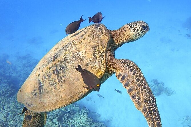Private Catamaran Charter in Waikiki (1-6 Guests) - The Sum Up