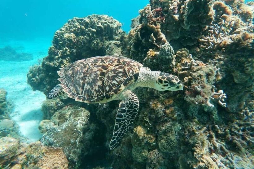 Private Catamaran in Cozumel: El Cielo and Turtle Sanctuary - An In-Depth Look at the Cozumel Catamaran Experience