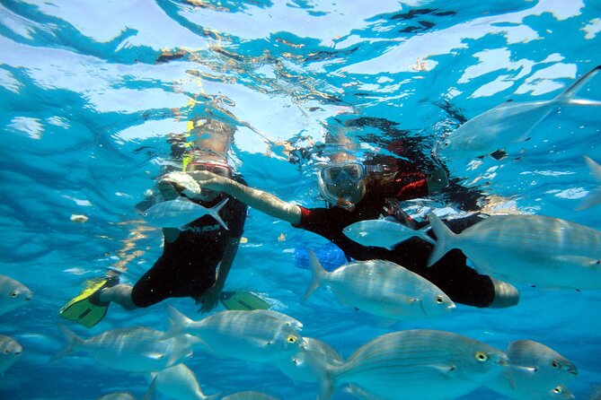 Private Catamaran Trips to Lobos Island in Lagoon 400 - Schedule and Availability