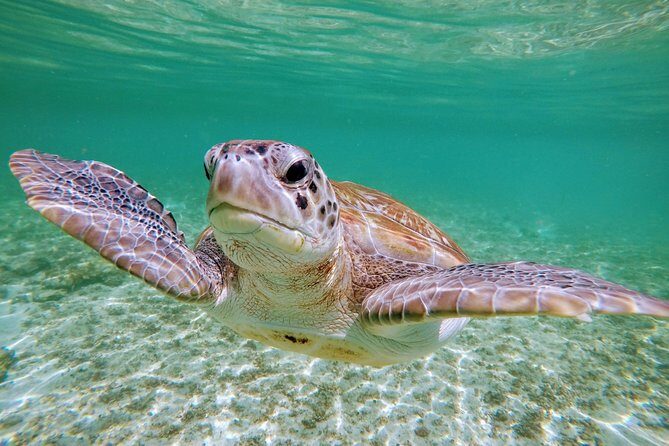 Private Cenote & Snorkeling Tour with Turtles in Akumal - The Guide and Overall Atmosphere