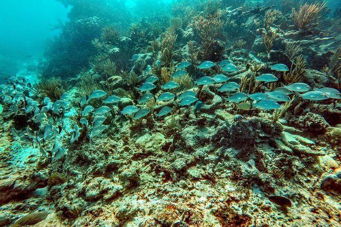 Private Cenote & Snorkeling Tour with Turtles in Akumal - Duration and Timing