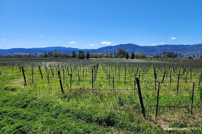Private Champagne and Wine Tour to Sonoma and Napa - An In-Depth Look at the Tour Experience
