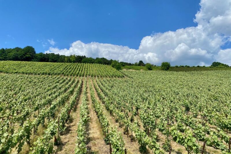 Private Champagne Moët et Chandon, Pommery, Pressoria - Pommery: Elegance and History in Reims