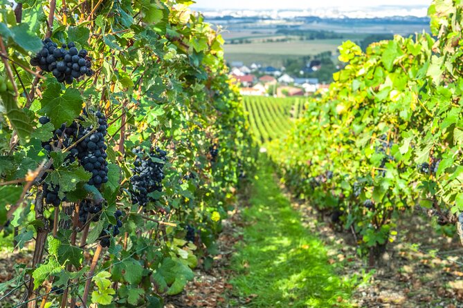 Private Champagne Tour, Family Growers and Lunch - Personalized Tours With Local Guides