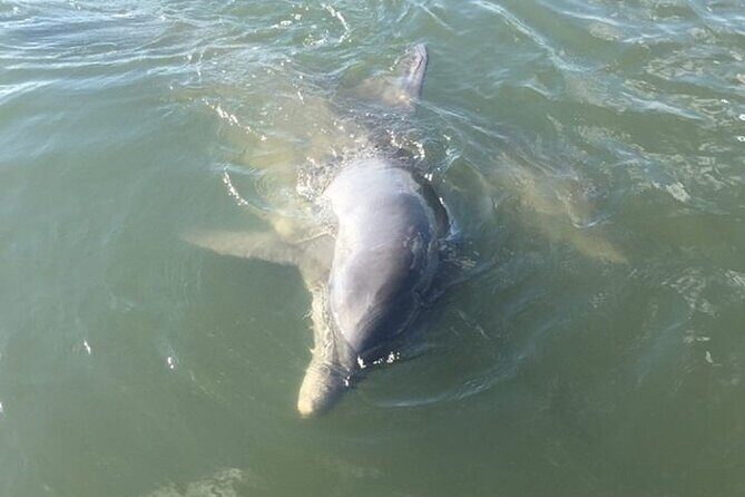 Private Charleston Dolphin and Eco Boat Tour - An In-Depth Look at the Private Charleston Dolphin and Eco Boat Tour