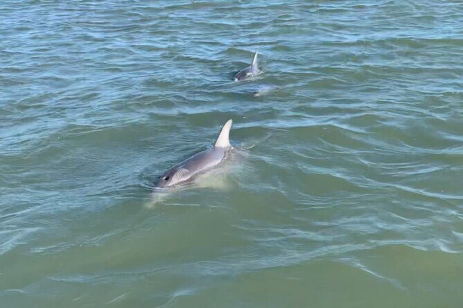 Private Charleston Dolphin and Eco Boat Tour - What Makes This Tour Special