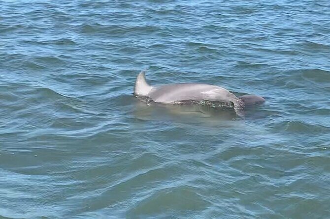 Private Charleston Dolphin and Eco Boat Tour - FAQ
