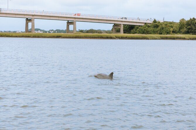 Private Charleston Dolphin Tour - Final Thoughts