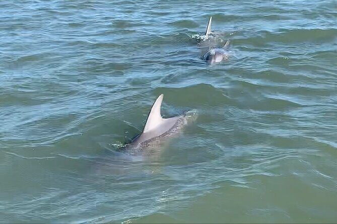 Private Charleston Sunset & Dolphin Cruise - Overview and Who Should Consider This