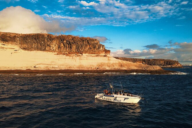 Private Charter 3 Hours Whale Encounter Puerto Colon Adeje - Whale Encounter Experience