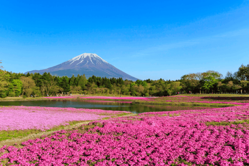 Private Charter Car One Day Trip for Mt Fuji - Key Points