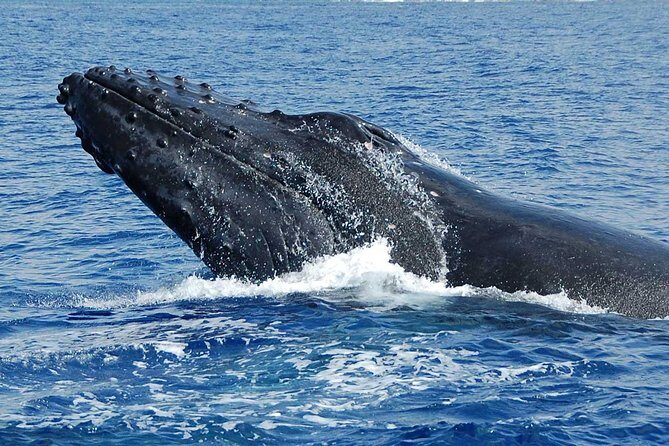 Private Charter: Customizable Big Island Boat Adventure - Authentic Experiences & Authentic Guides