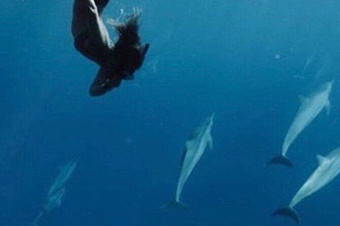 Private Charter Humpback Whale Watching & Dolphin Search - The Price and Its Value