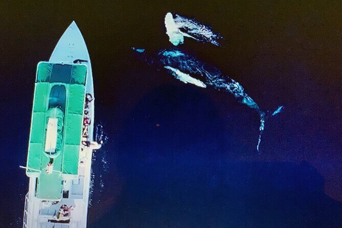 Private Charter Humpback Whale Watching & Dolphin Search - FAQs