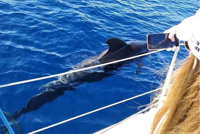 Private Charter in Tenerife South Max 7 People - Accessibility and Participation