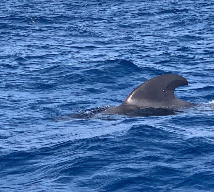 Private Charter Private Charter to see the whales - 3 Hours - FAQs
