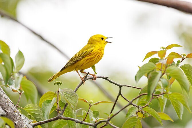 Private Charters on Saginaw Bay for Fishing or Birdwatching - The Value of the Price