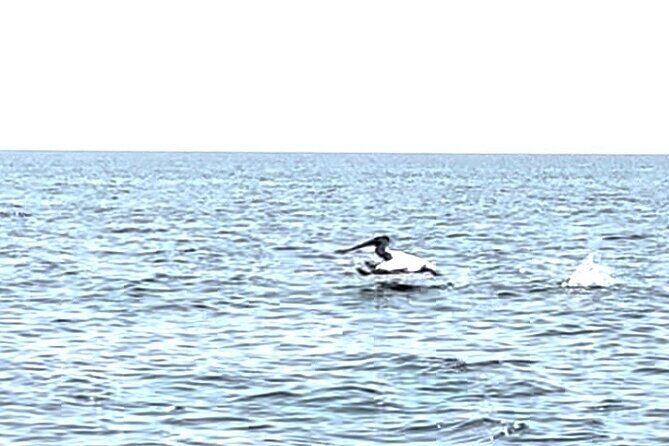 Private Charters on Saginaw Bay for Fishing or Birdwatching - Why You’ll Love the Experience