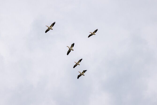 Private Charters on Saginaw Bay for Fishing or Birdwatching - Practical Details and Considerations