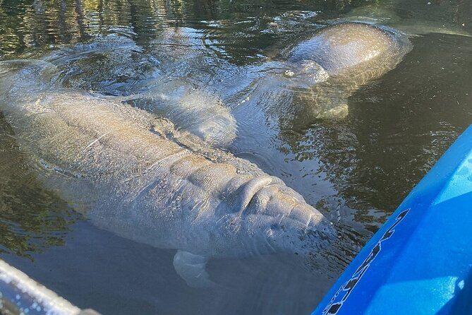 Private Chassahowitzka River Exploration kayak tour - An Honest Look at the Experience