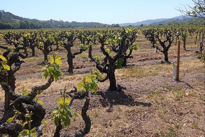 Private Chauffeured Winery Tour - Exploring the Tour: A Deep Dive Into What You Can Expect