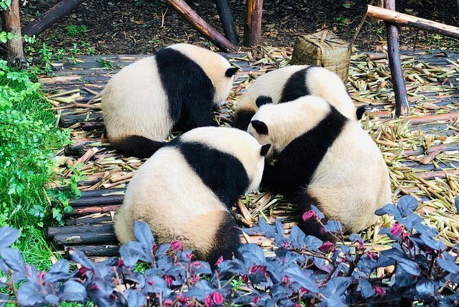 Private Chengdu City Highlight Day Tour - An In-Depth Look at the Chengdu Private Day Tour