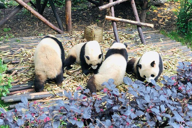 Private Chengdu City Highlight Day Tour - FAQs