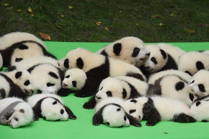 Private Chengdu Highlights Day Trip: Panda Base and City from Chongqing by Train - Who Will Love This Tour?