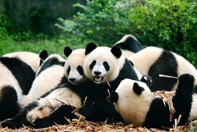Private Chengdu Highlights Day Trip: Panda Base and City from Xi'an by Train - FAQs