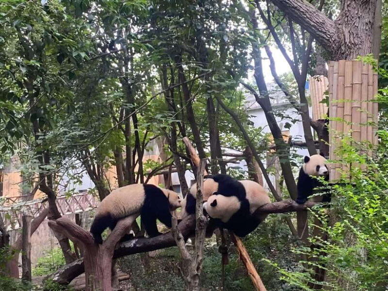 private Chengdu highlights tour with Panda Breeding Base - The Sum Up: Is This Tour Worth It?