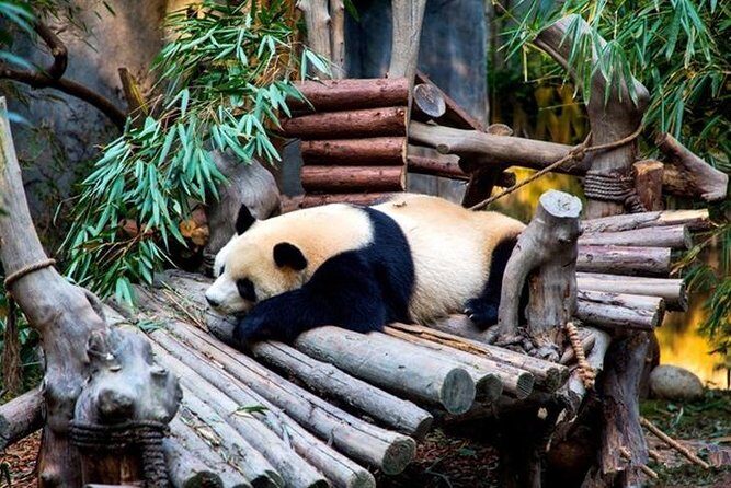 Private Chengdu Panda Breeding Center Day Trip With From Xi'an By Bullet Train - The Sum Up