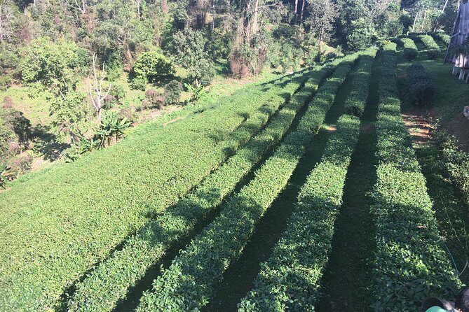 Private Chiang Mai-Chiang Rai Highlights 4 days trip - Frequently Asked Questions