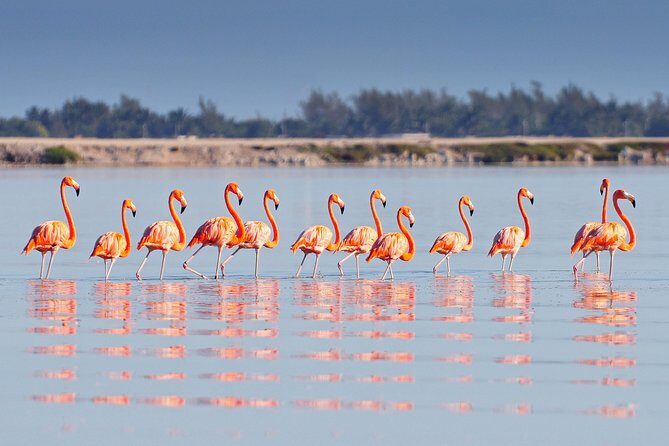 Private Chichen Itza, Cenote Ik Kil, Rio Lagartos & Las Coloradas - The Value Proposition