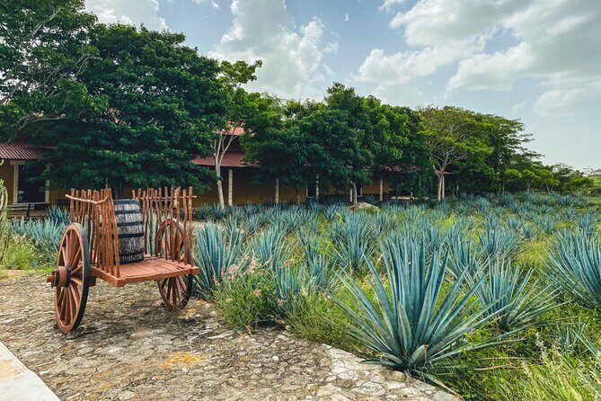 Private Chichén Itzá, Mayapan Distillery and Valladolid Tour - Who Is This Tour Best For?