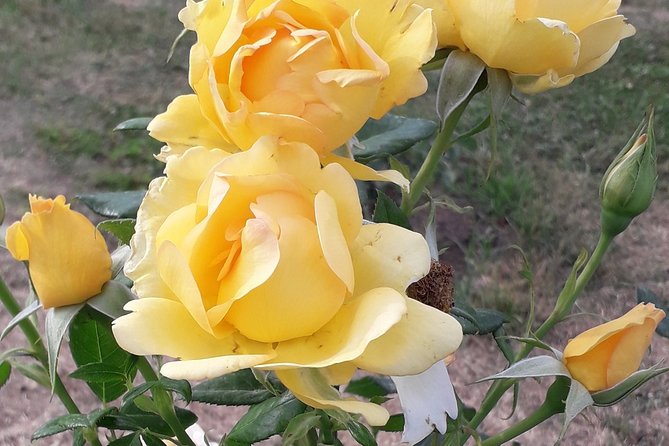 Private Circus Maximus and Aventine Keyhole Tour - Detailed Itinerary and What to Expect