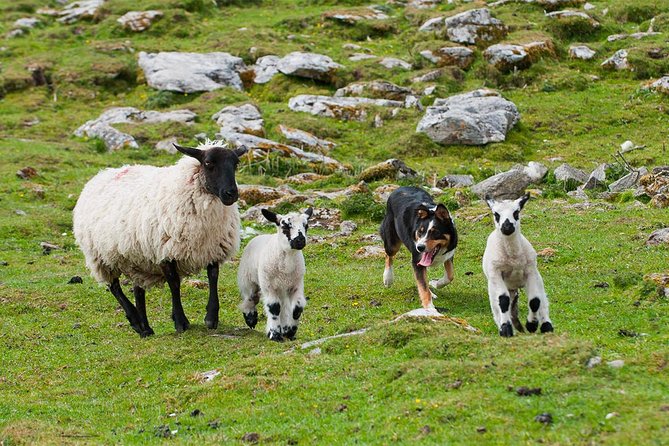 Private Cliffs of Moher Day Tour - Accessibility and Additional Information