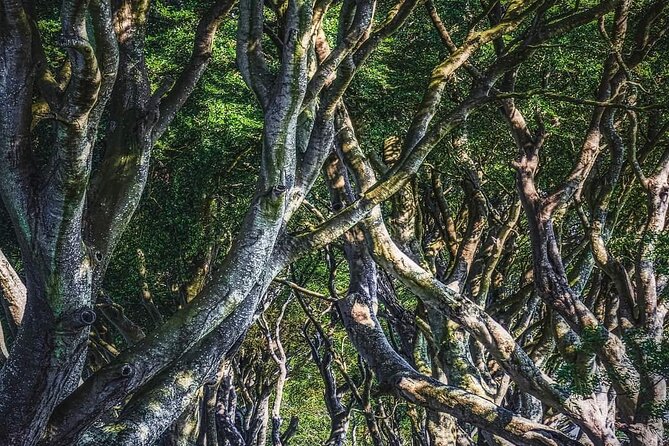 Private Coast Tour in Belfast - Dunluce Castle: A Ruin with Dramatic Views
