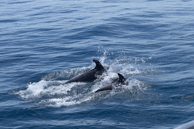 Private Coastline and Dolphins Yacht Cruise from Albufeira - FAQ