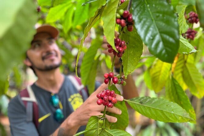 Private Coffee Trail ATV Tour in Samana - Who Would Enjoy This Tour?