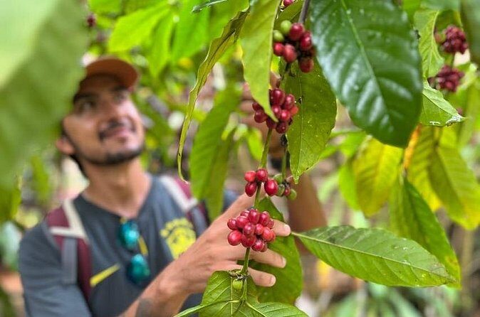 Private Coffee Trail ATV Tour in Samana - FAQ