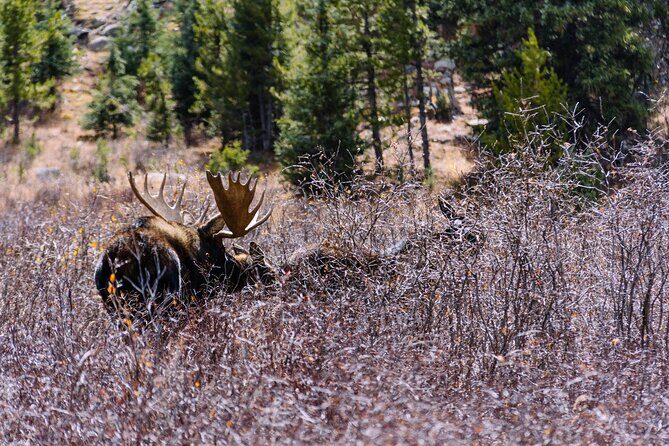 Private Colorado Backcountry 4x4 Off Road Adventure Tour - FAQ